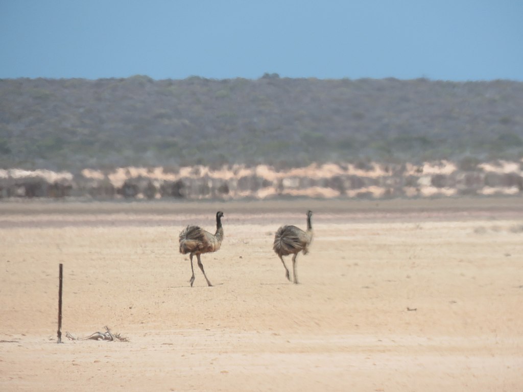 Man Vs Bird: The Great Emu War Of 1932