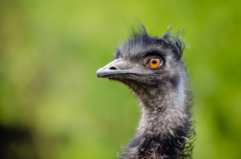 Man Vs Bird: The Great Emu War Of 1932