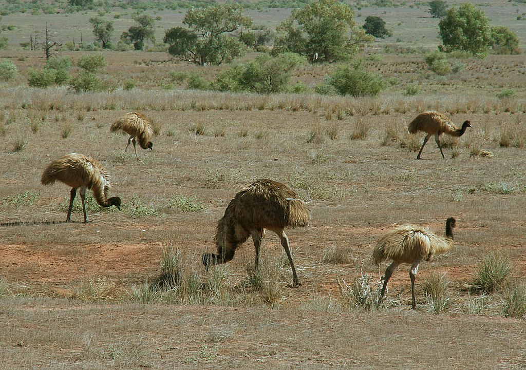 Man Vs Bird: The Great Emu War Of 1932
