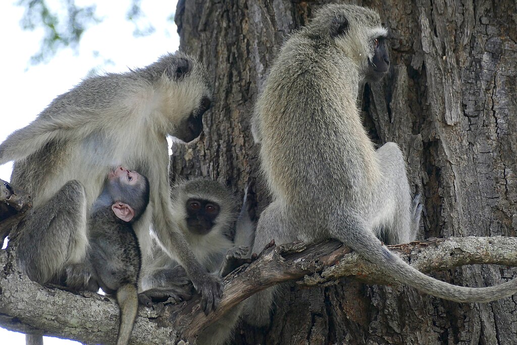 Feral Children
